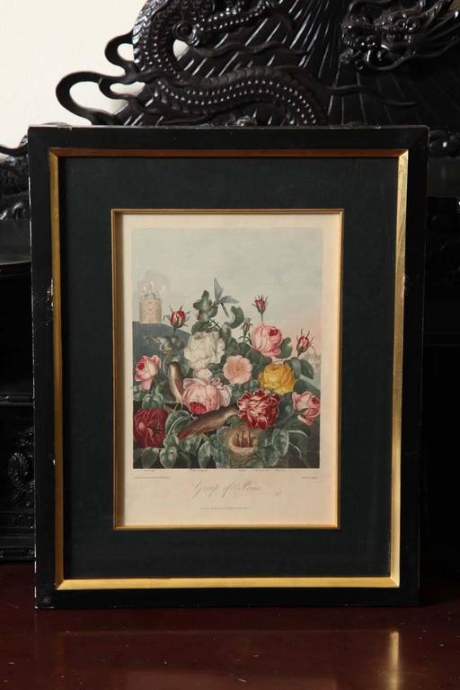 Dr. Robert John Thornton Botanical Prints, 1812 For Sale at 1stDibs