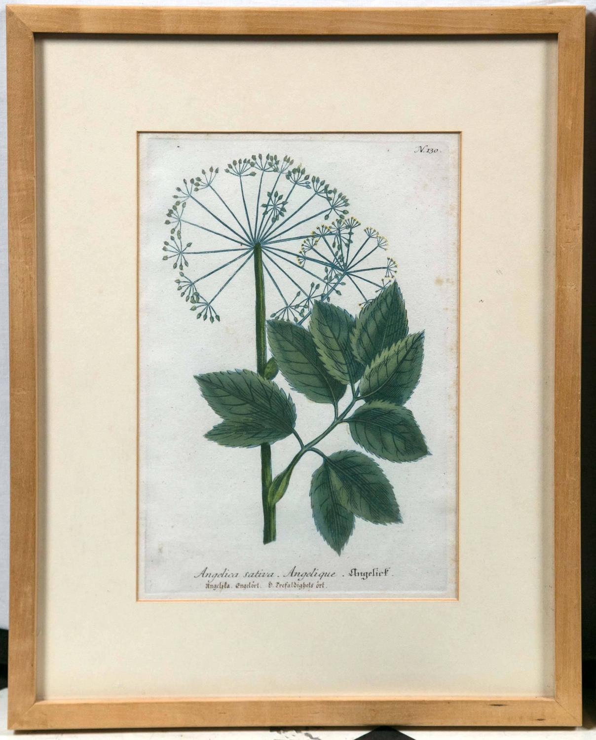 Set of Three Hand-Colored Botanical Prints, Late 18th Century For Sale ...