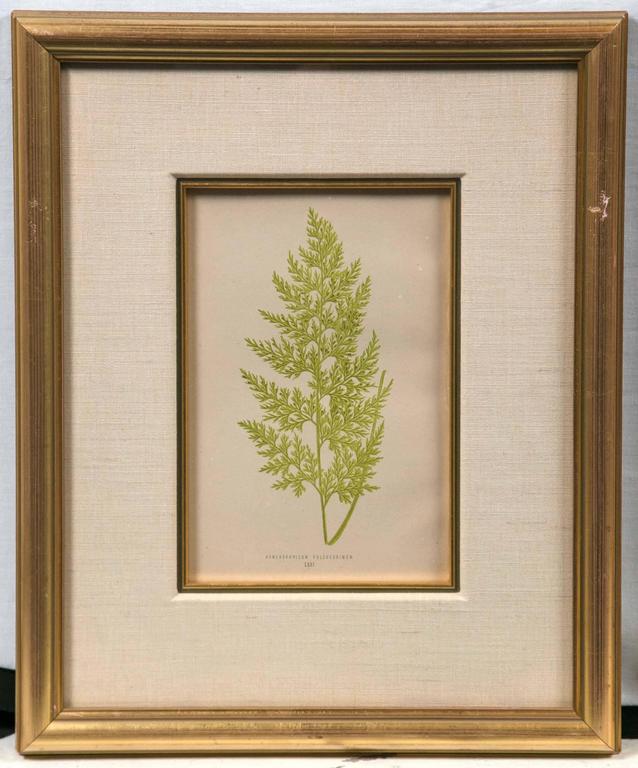 Set of Six Framed E. J. Lowe 'Fern Prints,' 19th Century, England at ...