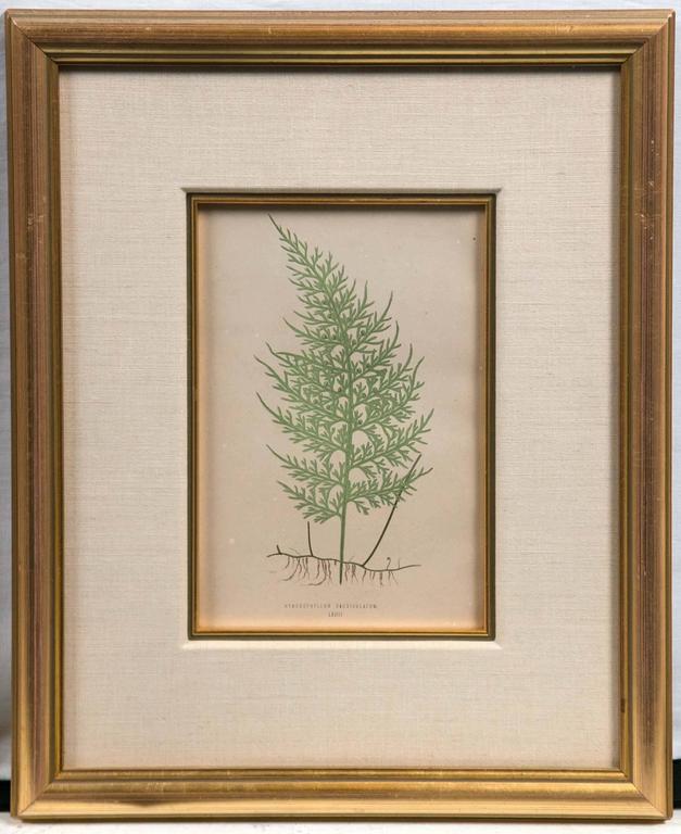 Set of Six Framed E. J. Lowe 'Fern Prints,' 19th Century, England at ...