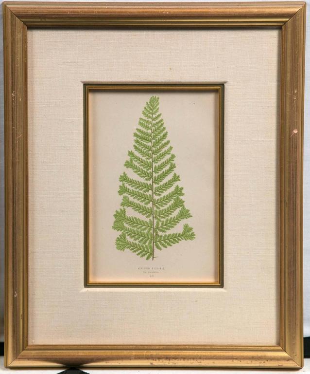 Set of Six Framed E. J. Lowe 'Fern Prints,' 19th Century, England at ...