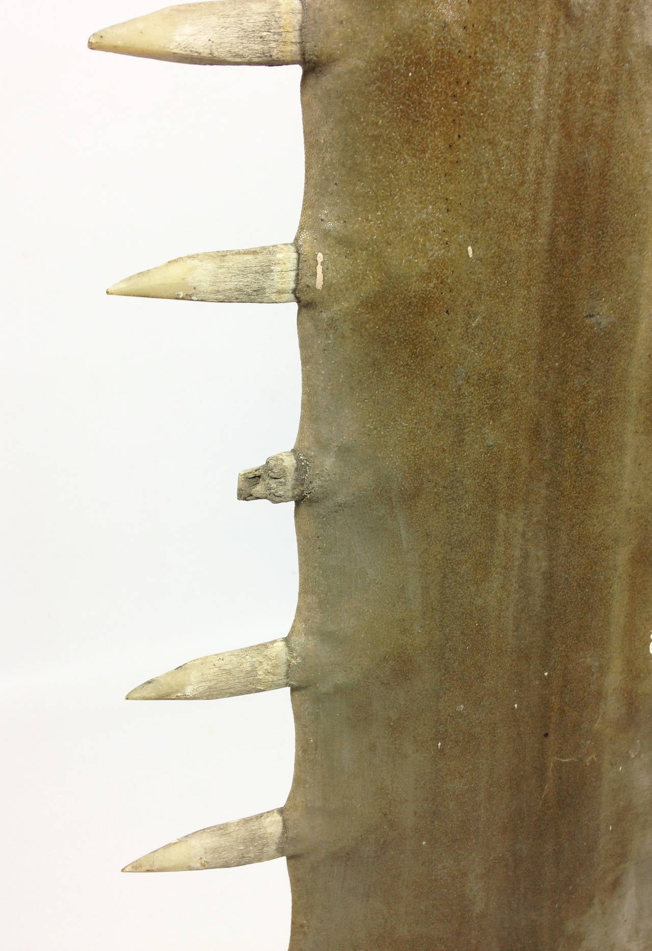 Mounted 19th Century Sawfish Rostrum at 1stDibs