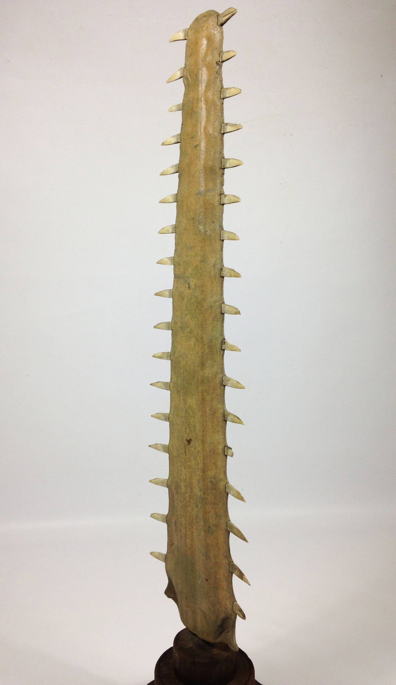 Mounted 19th Century Sawfish Rostrum at 1stDibs