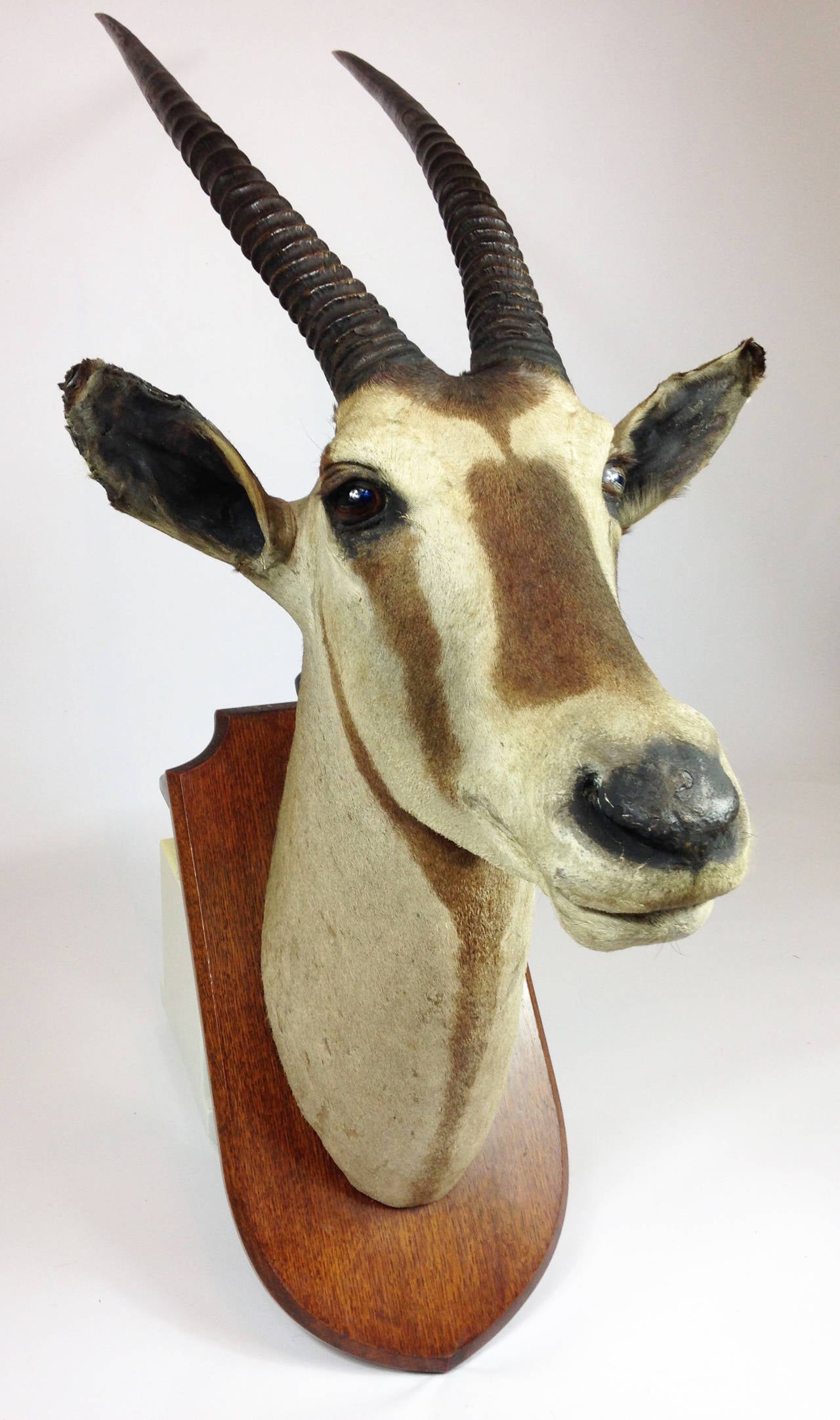 East African Oryx Beisa Mounted Trophy Head at 1stDibs