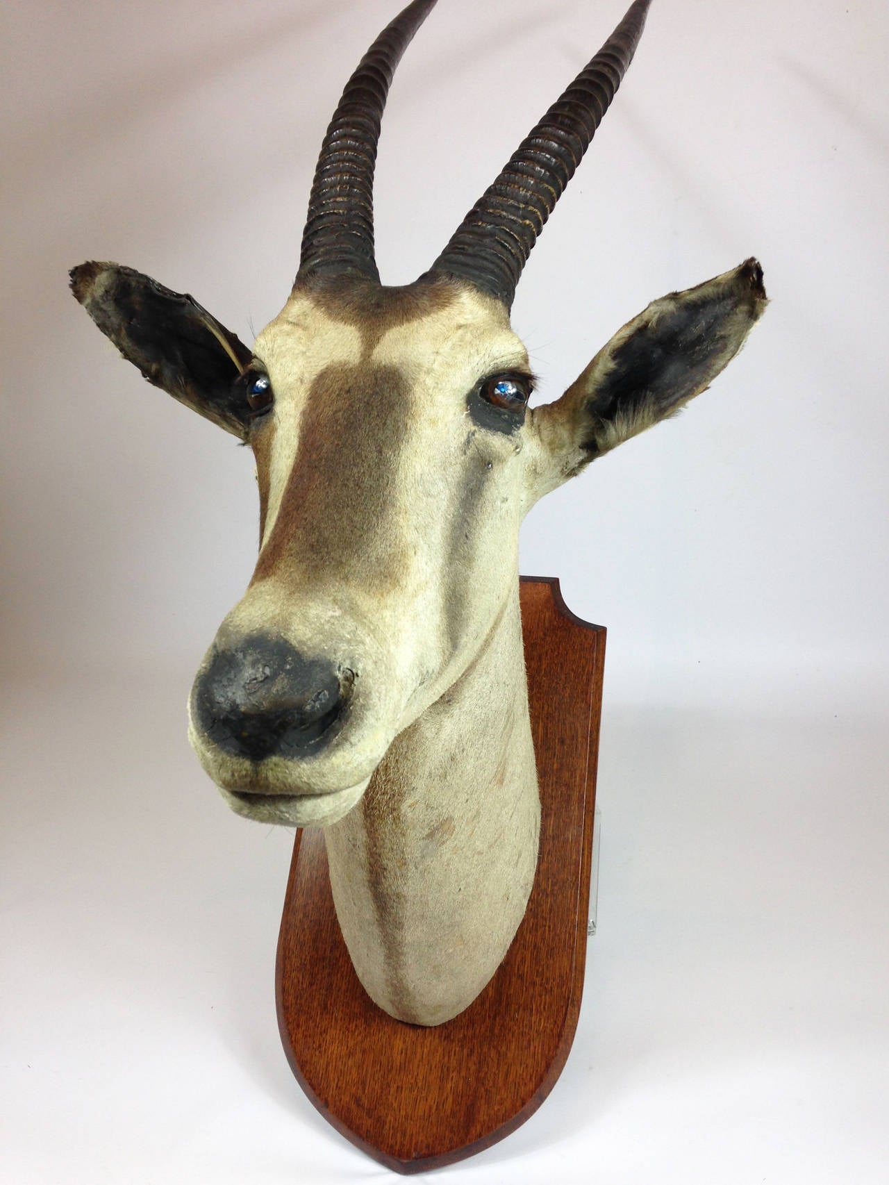 East African Oryx Beisa Mounted Trophy Head at 1stDibs