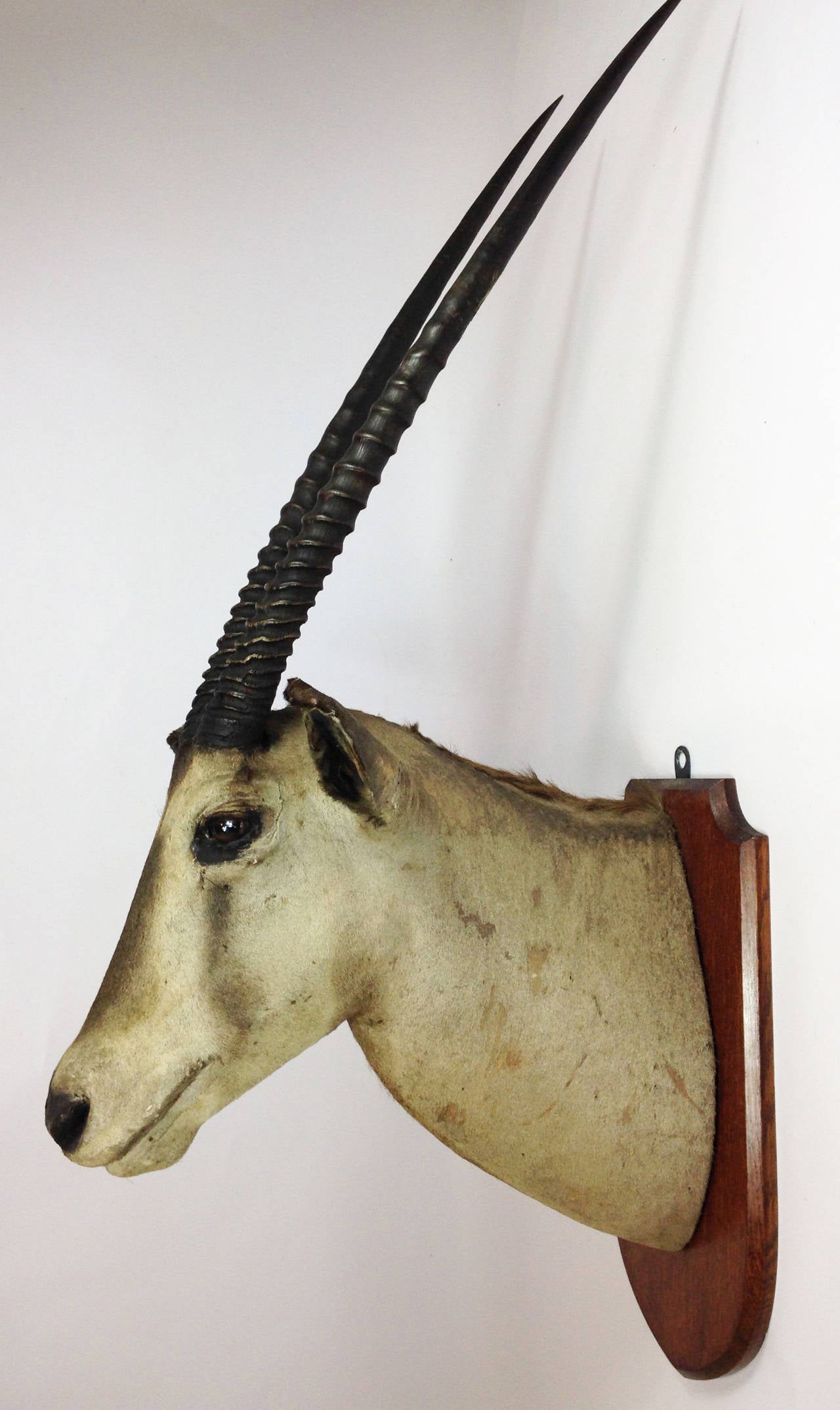 East African Oryx Beisa Mounted Trophy Head at 1stDibs