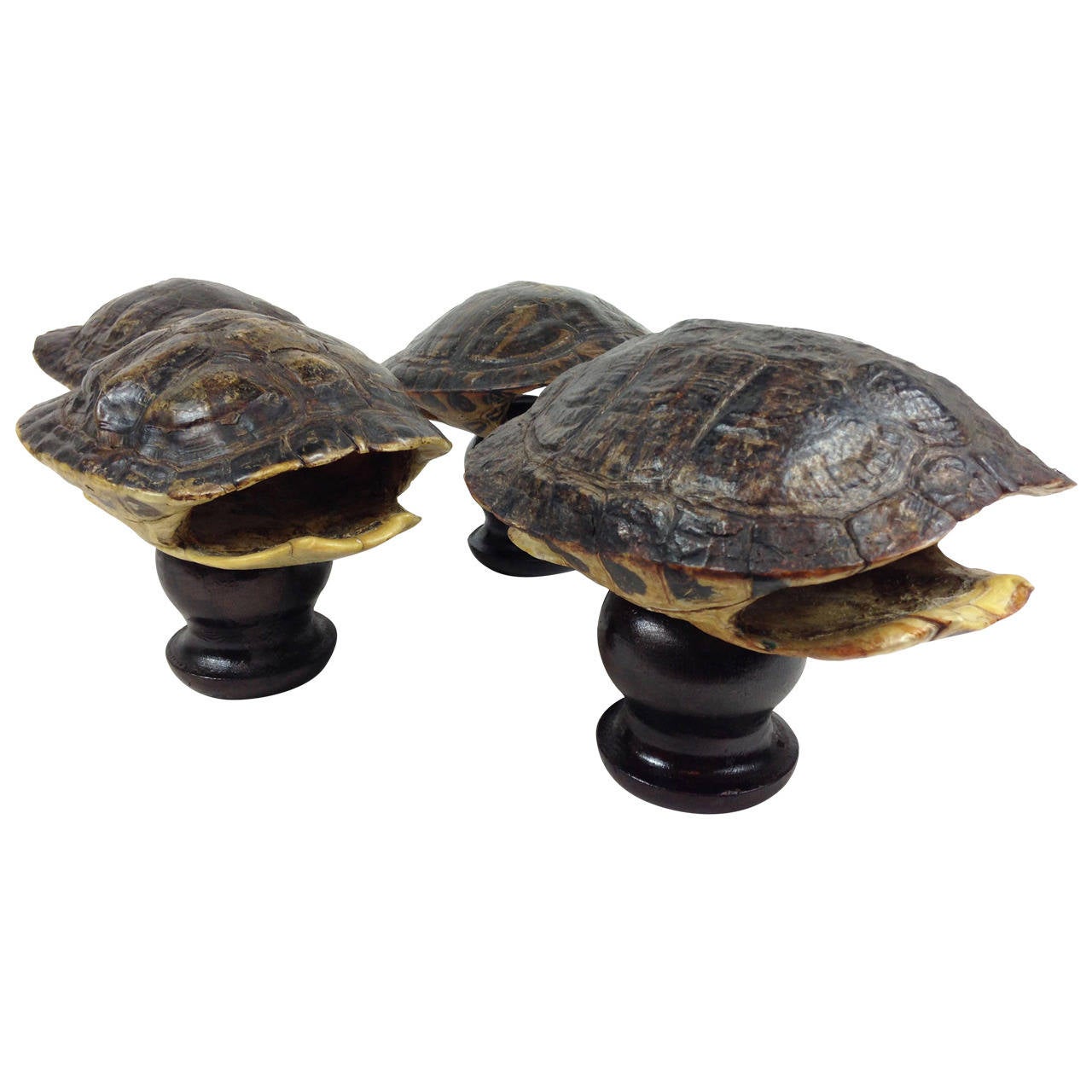Group of Four Mounted Tortoise Shells at 1stDibs