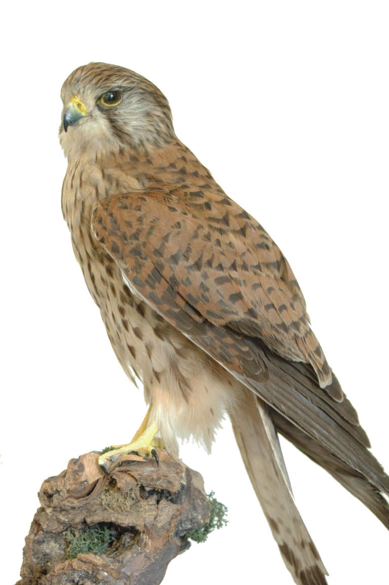 Very Fine Female Kestrel Taxidermy Mount on Naturalistic Base at 1stDibs