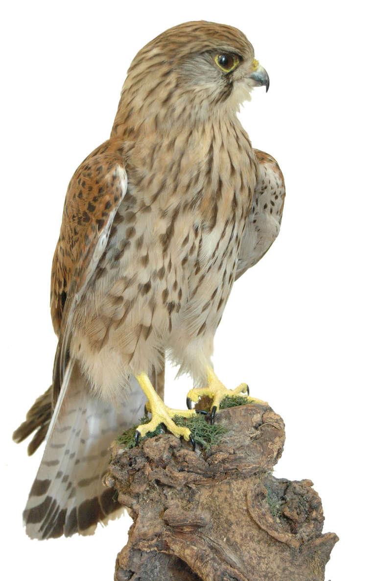 Very Fine Female Kestrel Taxidermy Mount on Naturalistic Base at 1stDibs