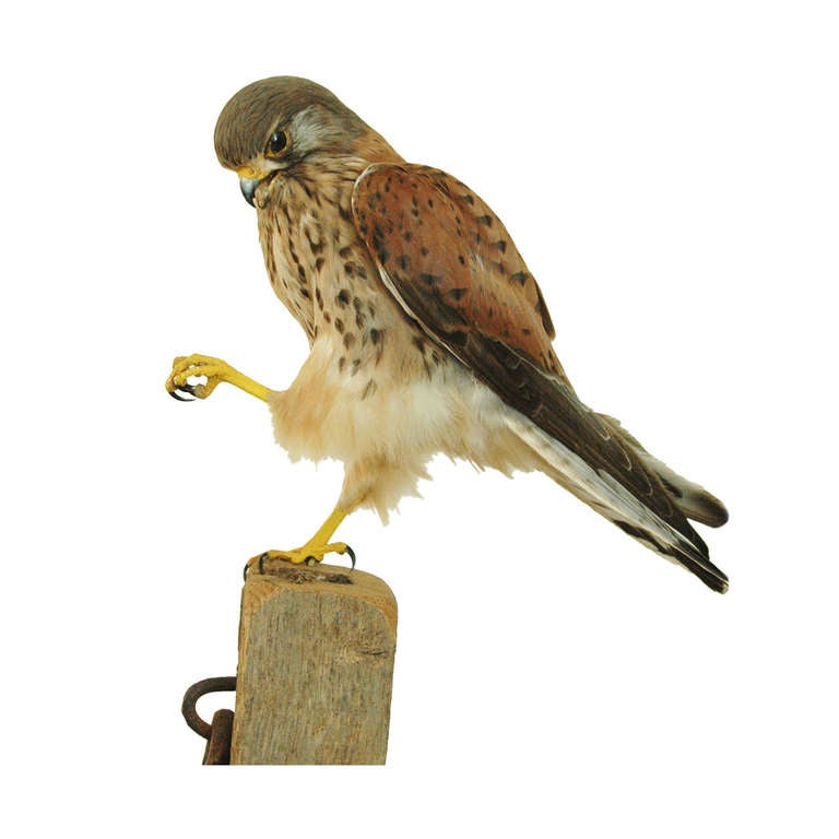 Very Fine Male Kestrel Taxidermy Mount on Naturalistic Base at 1stDibs