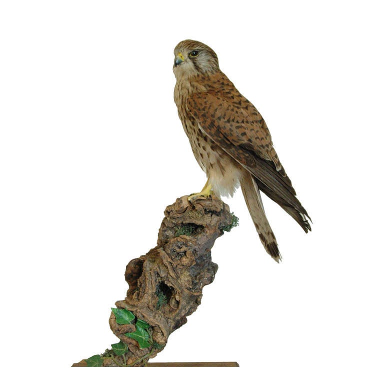 Very Fine Female Kestrel Taxidermy Mount on Naturalistic Base at 1stDibs