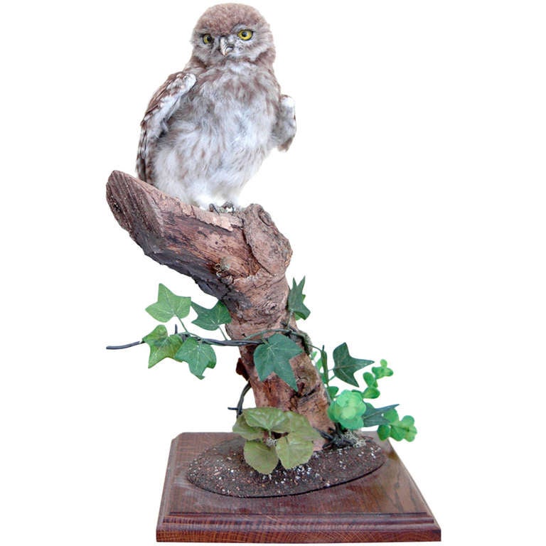 Little Owl on a Naturalistic Base at 1stDibs