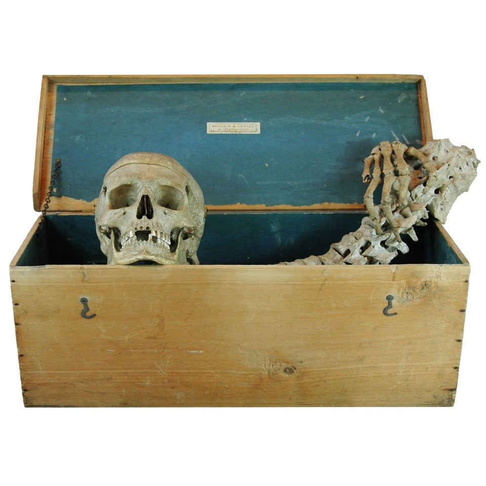 Half Skeleton in a Box by Millikin and Lawley at 1stDibs | millikin and ...