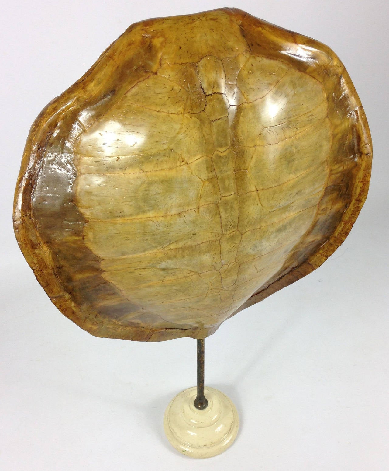 Stunning Late 19th Century Turtle Shell on Brass and Ceramic Stand at ...