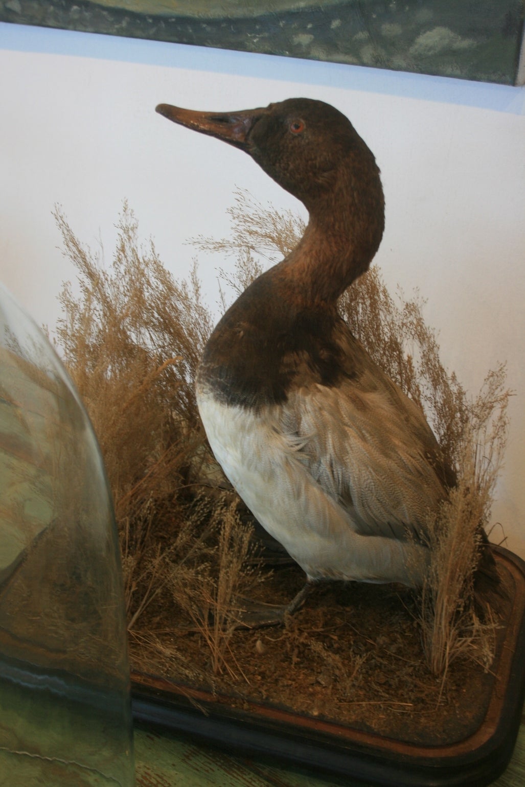 19th Century Taxidermy Duck in Glass Case at 1stDibs