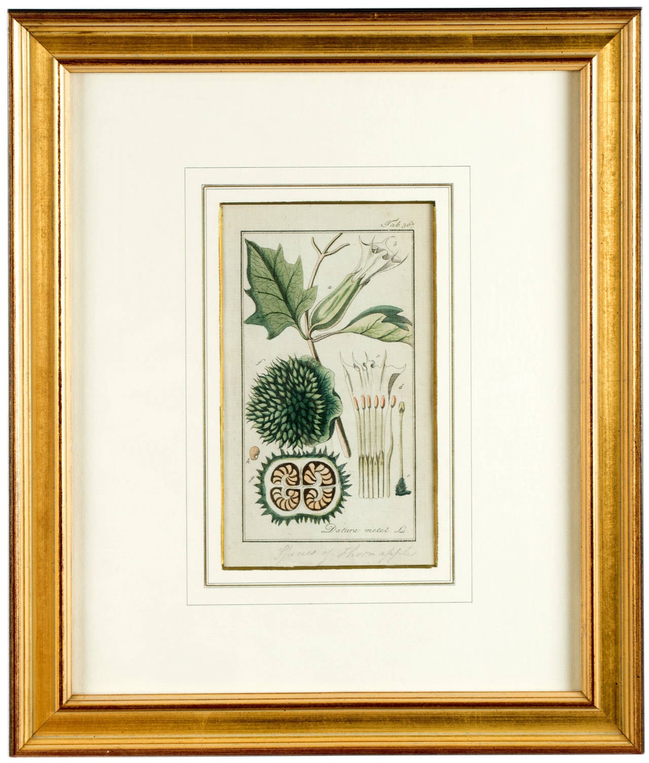 Set of Four English, Hand-Colored Floral Etchings at 1stDibs