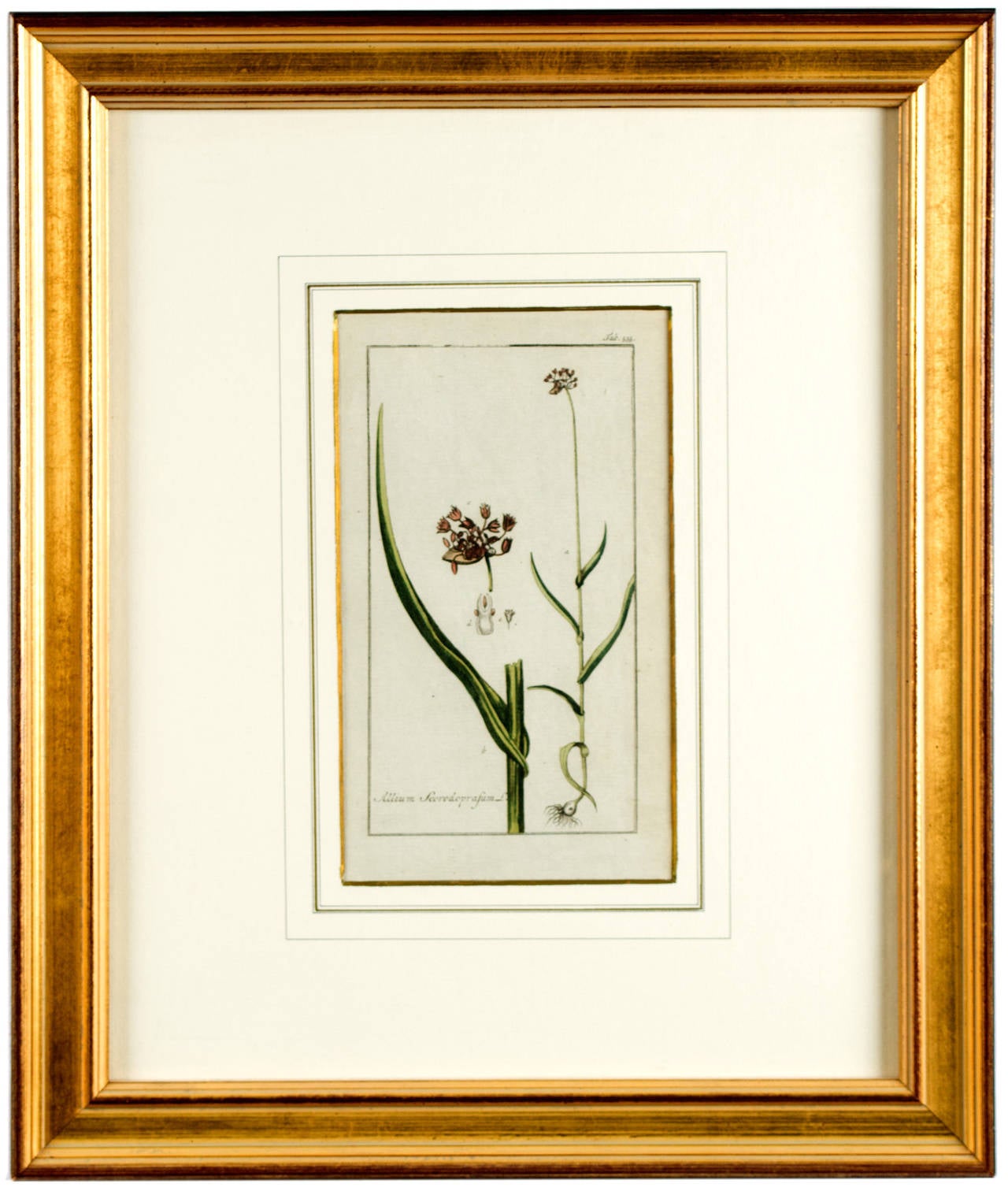 Set of Four English, Hand-Colored Floral Etchings at 1stDibs