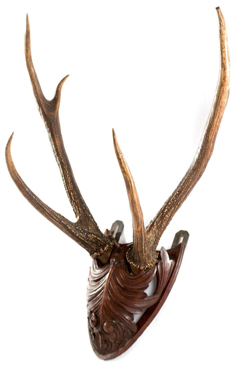 Large Pair of Black Forest Roe Deer Antlers Mounted on Carved Plaque at ...