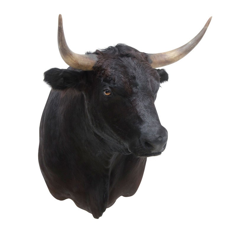Black Bull Shouldermount at 1stDibs