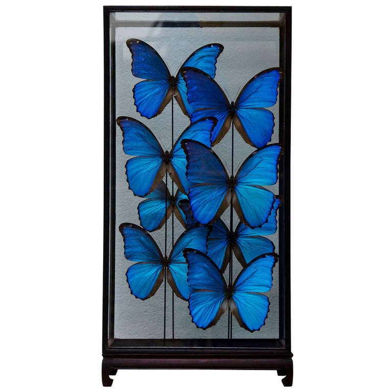 Large Butterfly Showcase at 1stDibs