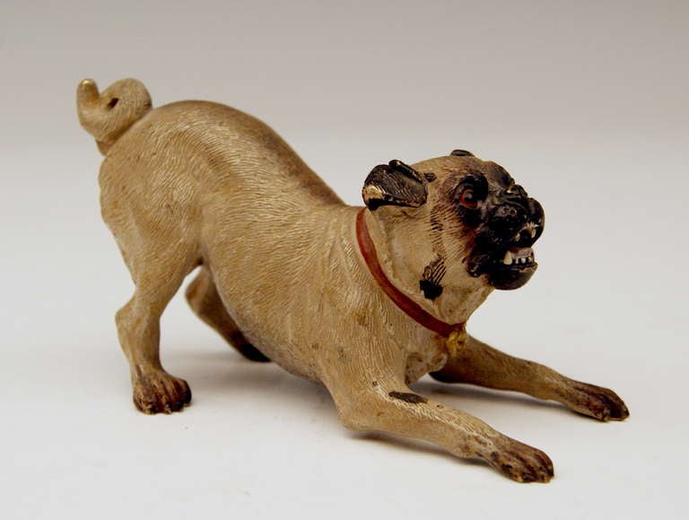 Vienna Bronze Made By Franz Bergman(n) Pug Snarling Animal Bronze Circa ...