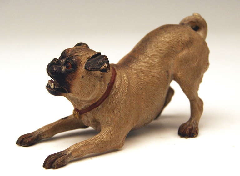 Vienna Bronze Made By Franz Bergman(n) Pug Snarling Animal Bronze Circa ...