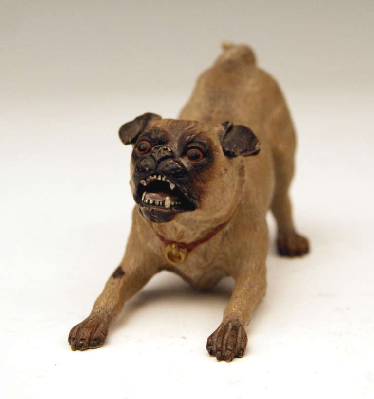 Vienna Bronze Made By Franz Bergman(n) Pug Snarling Animal Bronze Circa ...
