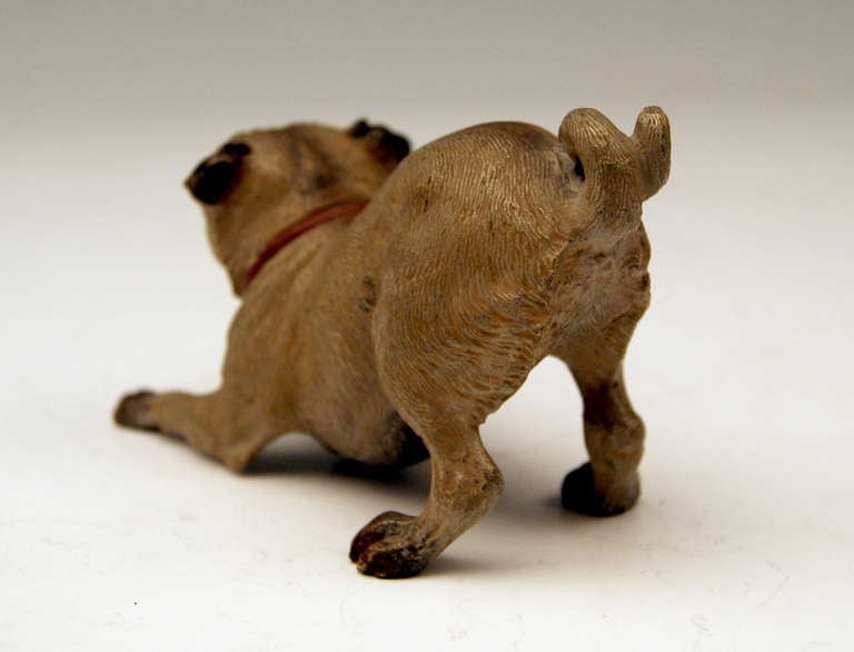 Vienna Bronze Made By Franz Bergman(n) Pug Snarling Animal Bronze Circa ...