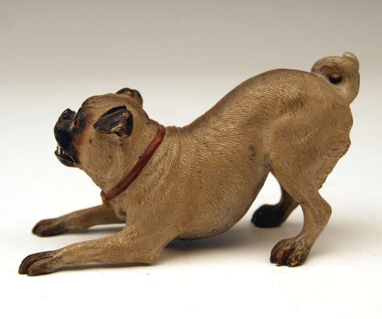 Vienna Bronze Made By Franz Bergman(n) Pug Snarling Animal Bronze Circa ...