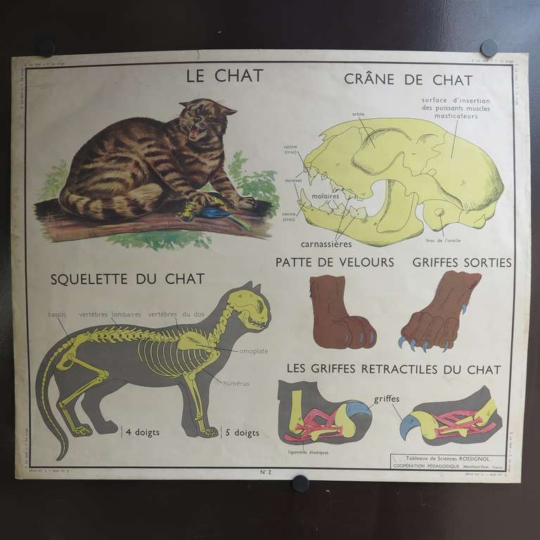 Vintage Animal Anatomy School Chart, France, circa 1950-1955 For Sale ...