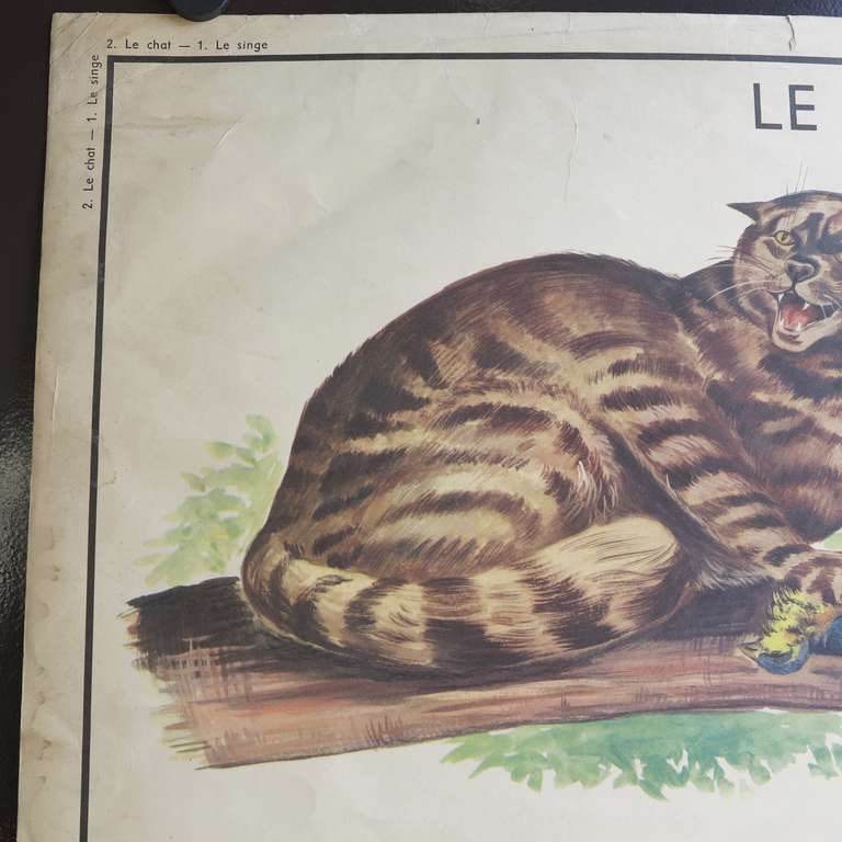 Vintage Animal Anatomy School Chart, France, circa 1950-1955 For Sale ...