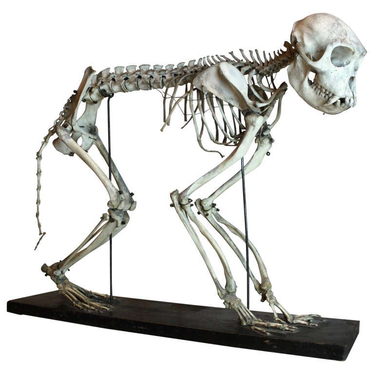 Monkey Skeleton at 1stDibs