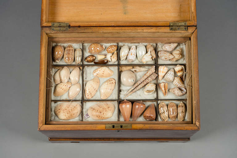 Collection of Seashells in a Satinwood Box, 1820 at 1stDibs