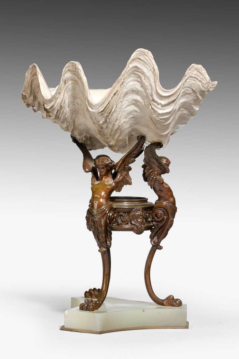 Pair of 19th Century Natural Conch Shells at 1stDibs