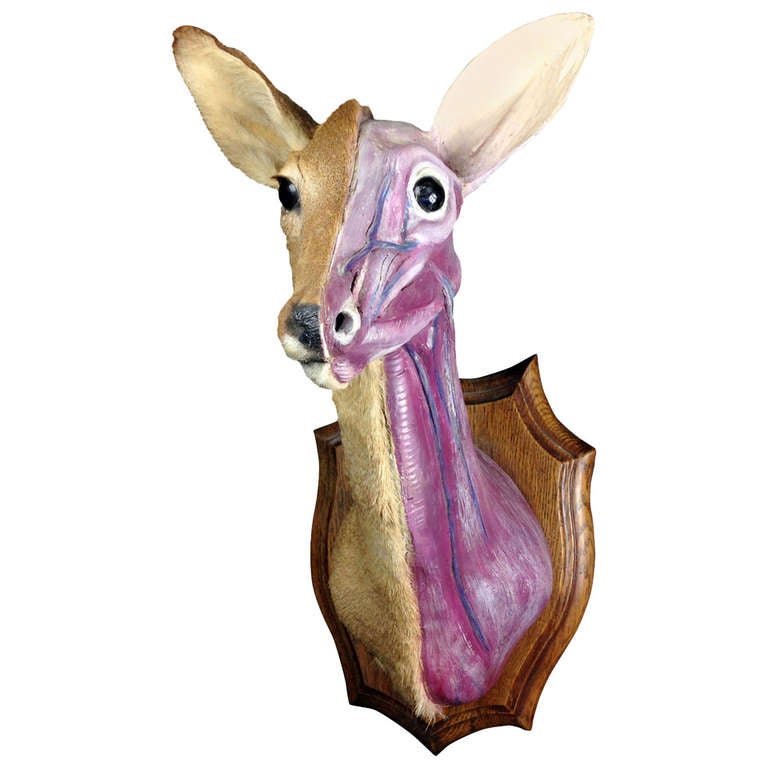 Rare Anatomic Muscle Study of Taxidermy Deers' Head at 1stDibs | deer ...