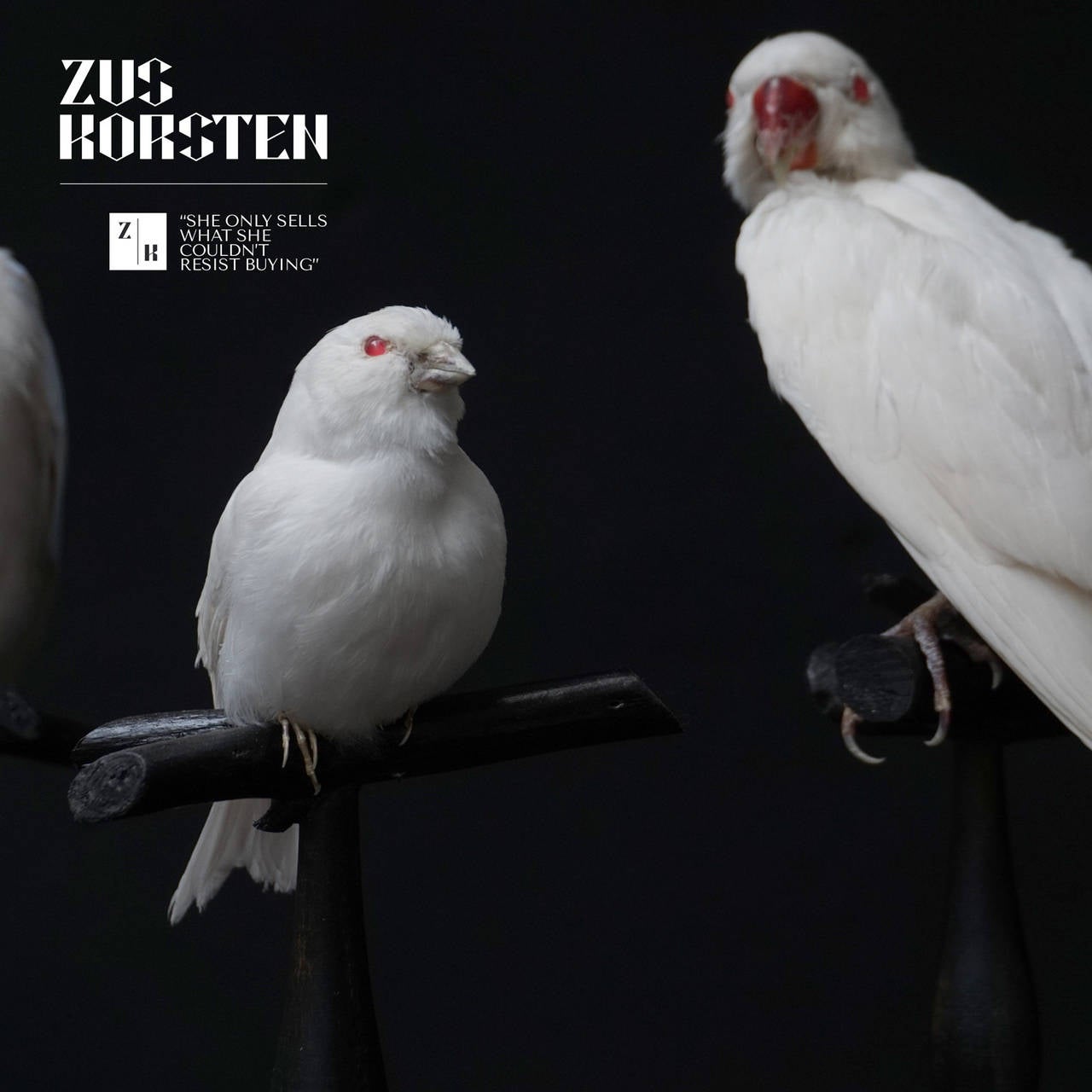 Rare Collection of Taxidermy Albino Birds at 1stDibs