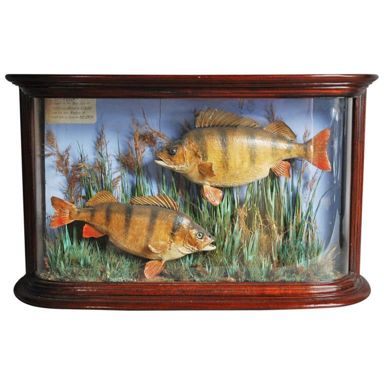 Mid to Late 19th Century Taxidermy Pair of Perch at 1stDibs