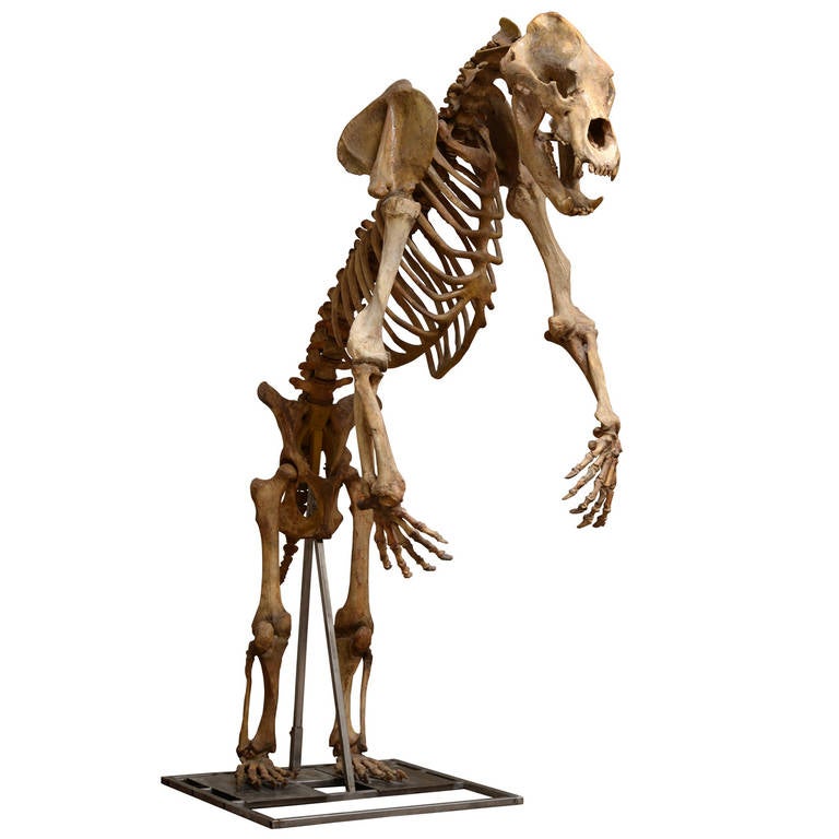 Huge Prehistoric Cave Bear Skeleton For Sale at 1stDibs | prehistoric ...