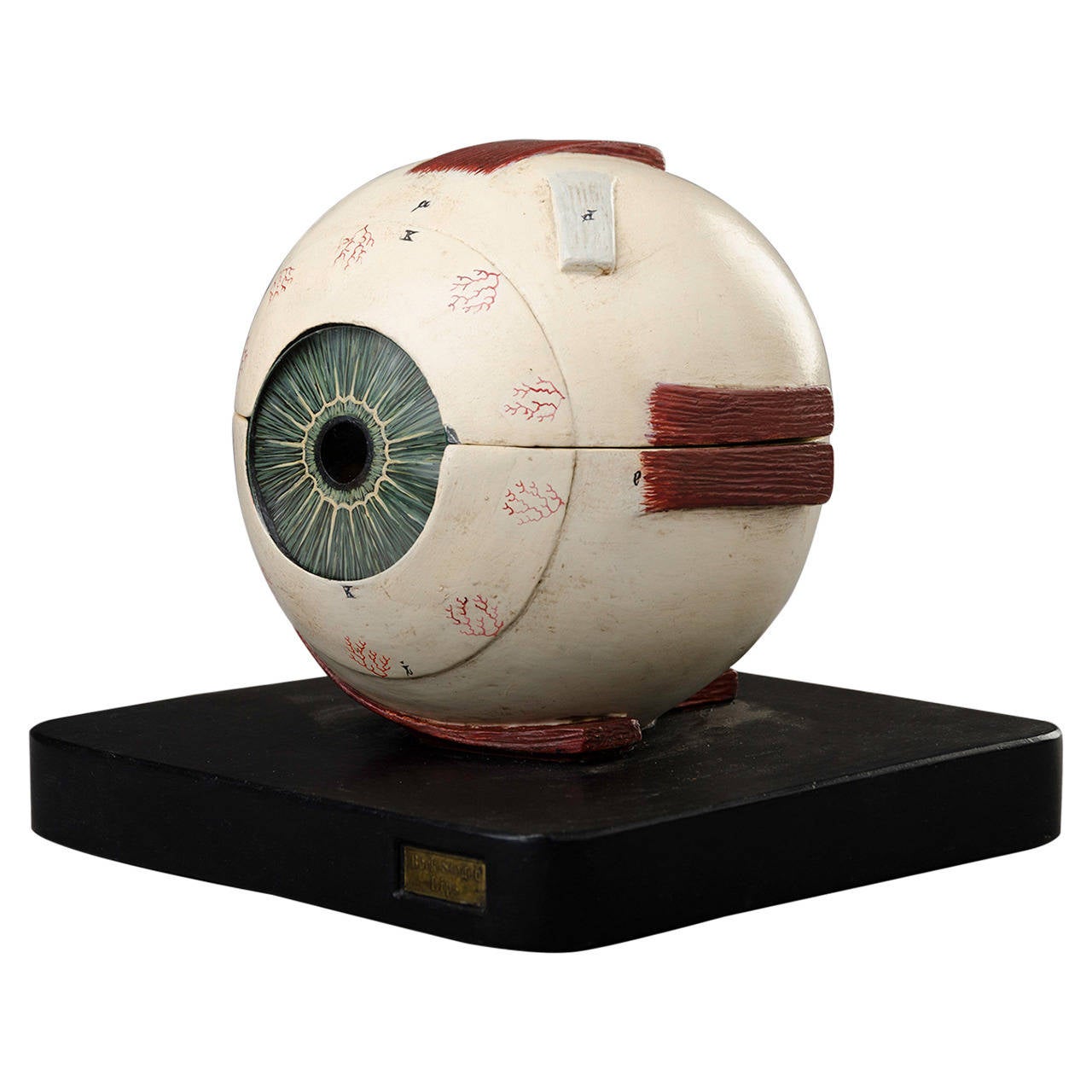 Bock Steger Lips Eye Model, circa 1880 at 1stDibs
