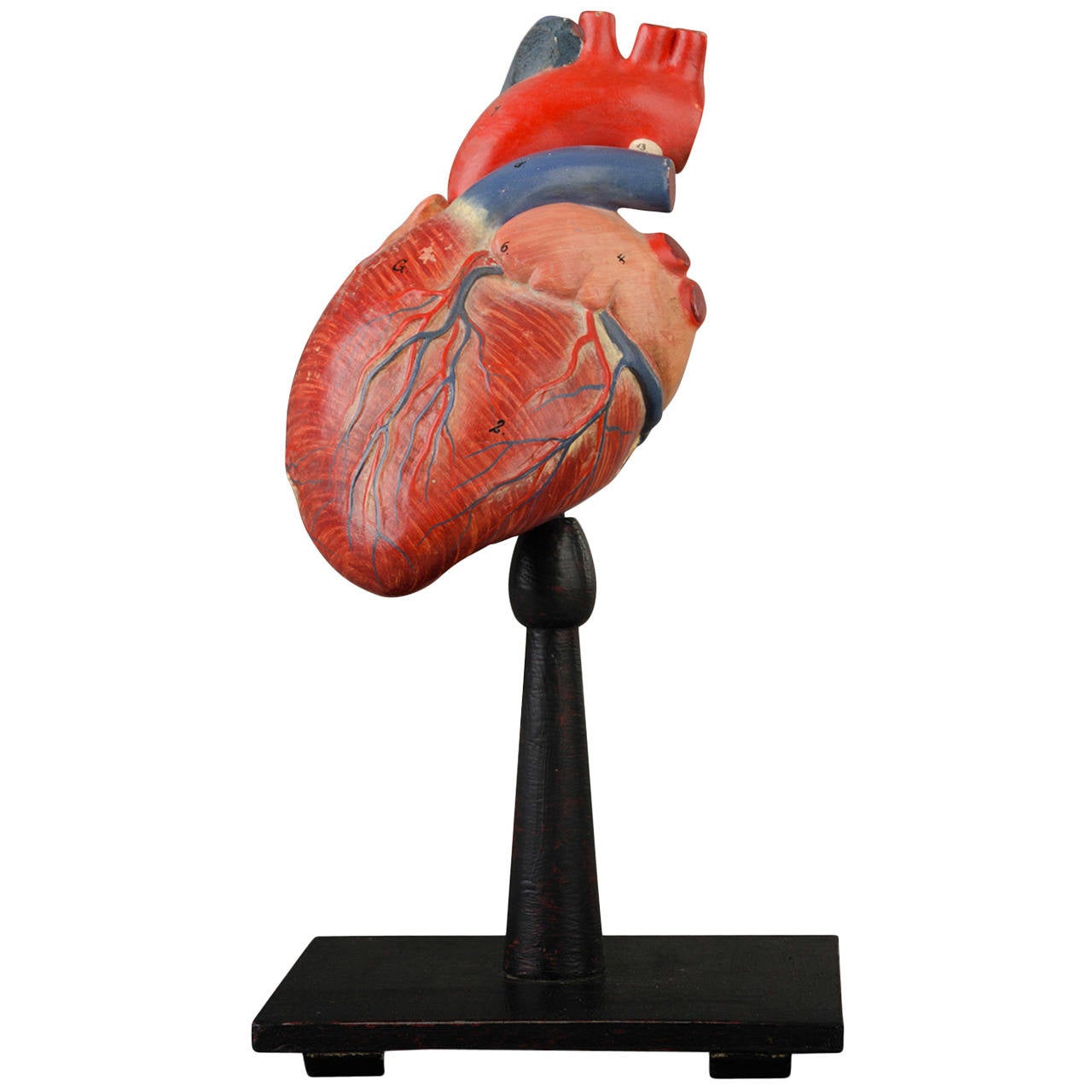 Anatomical Model of the Human Heart at 1stDibs