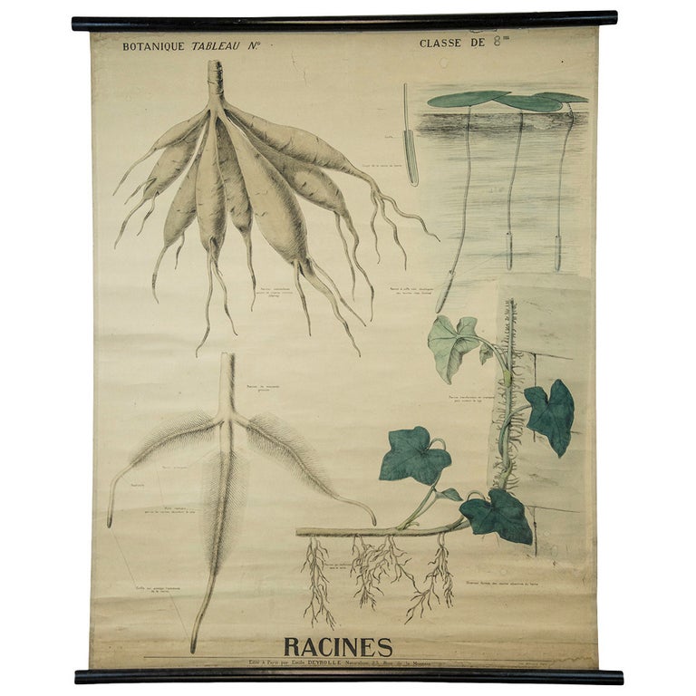End of the 19th Century Botany Panel from Maison Deyrolle "Roots" For ...