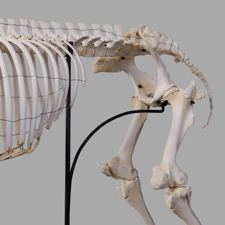 Circa 1900 Museum Mounting Horse Skeleton at 1stDibs | horse skeleton ...