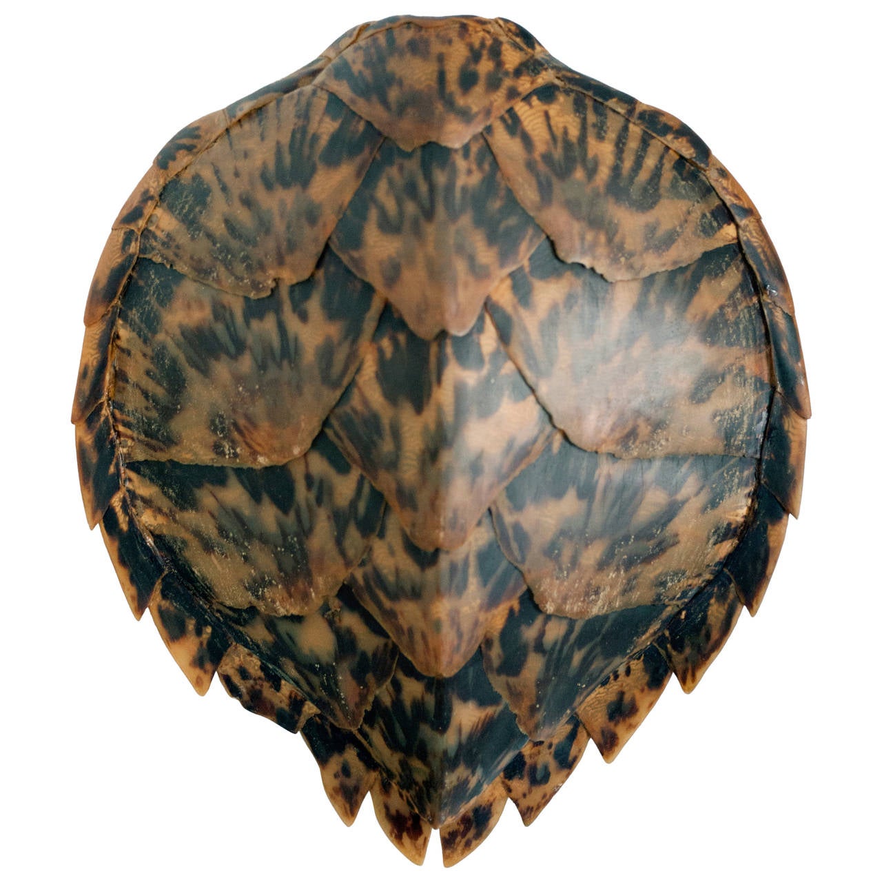 Hawkbill Turtle Shell 1950s at 1stDibs