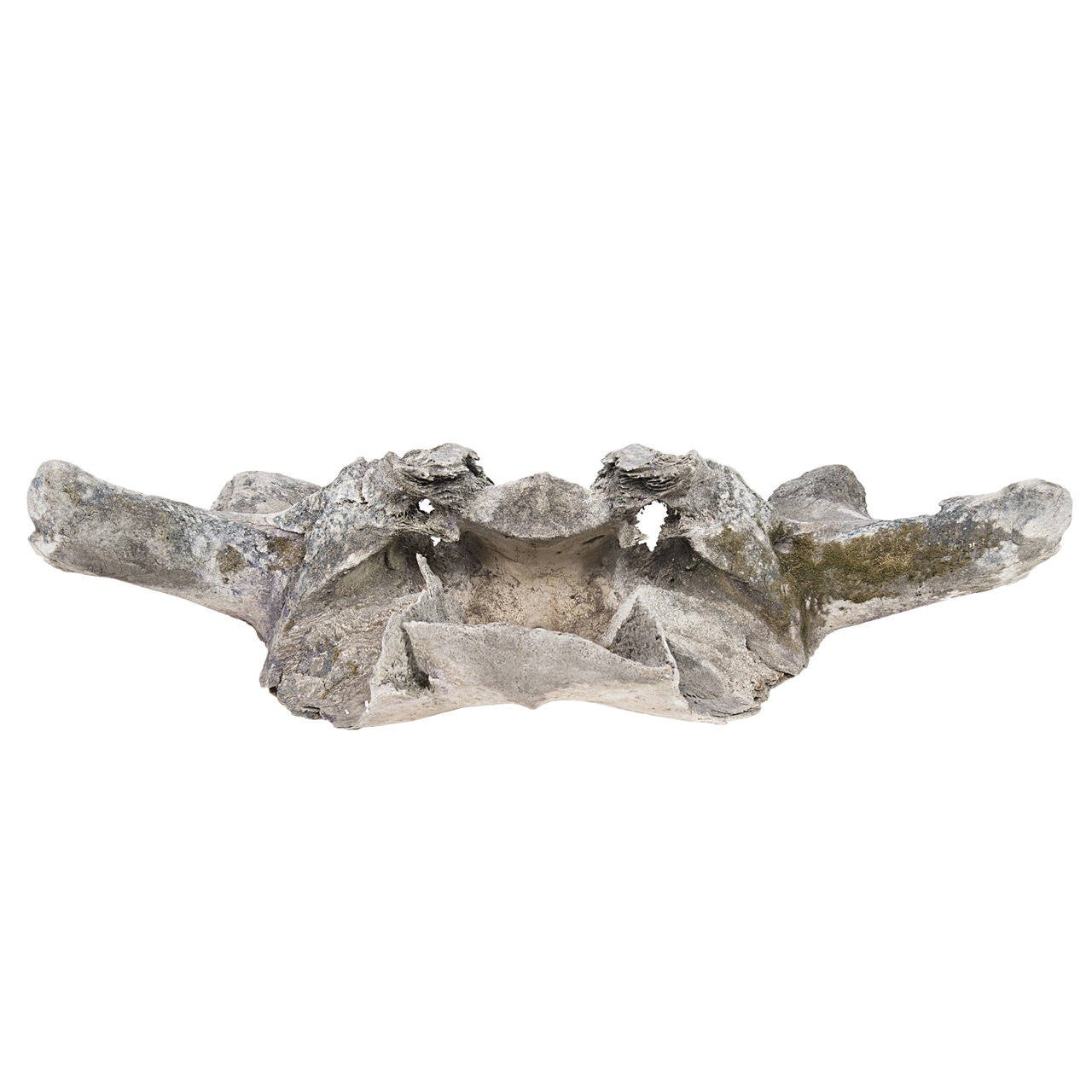 Whale Skull For Sale at 1stDibs