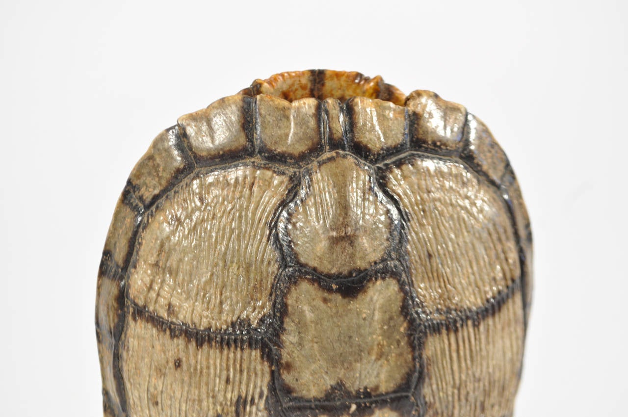 Pair of Turtle Shells on Stand For Sale at 1stDibs