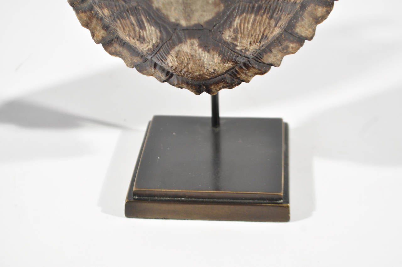 Pair of Turtle Shells on Stand For Sale at 1stDibs