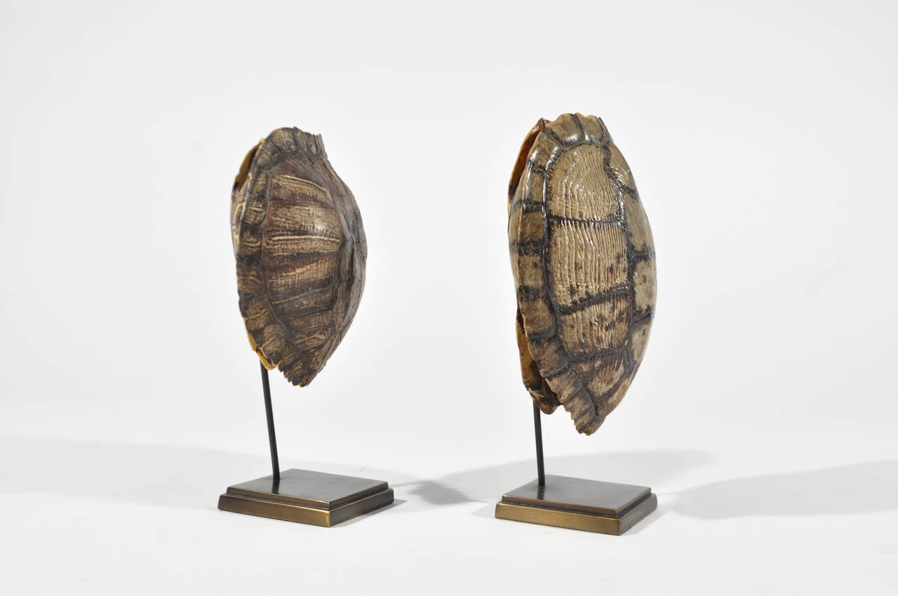 Pair of Turtle Shells on Stand For Sale at 1stDibs