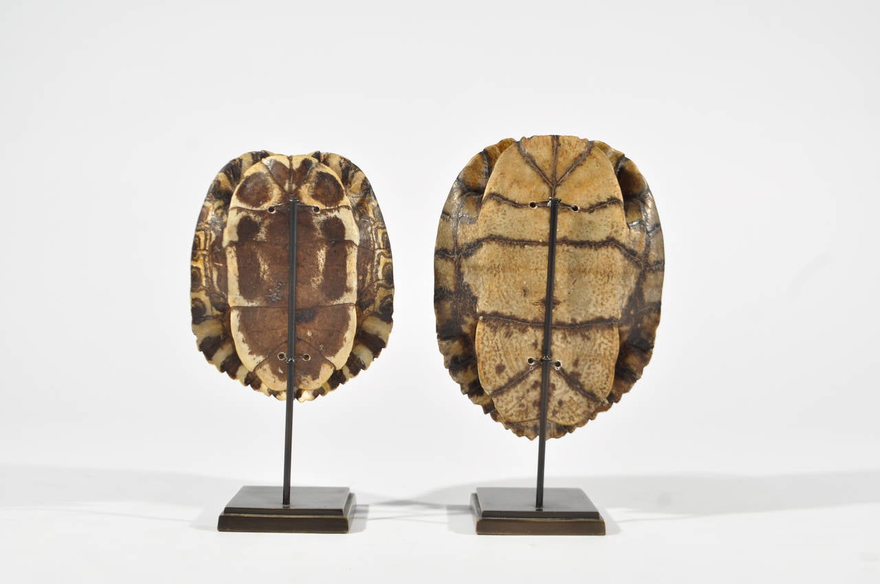 Pair of Turtle Shells on Stand For Sale at 1stDibs