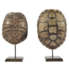 Pair of Turtle Shells on Stand For Sale at 1stDibs