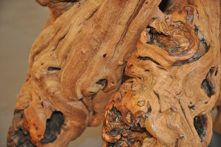 Cypress Root Dining Table with Glass Top, 1950s at 1stDibs